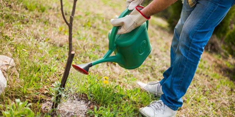 Plantarea copacilor in propria curte: pasi si sfaturi utile | Infocasa