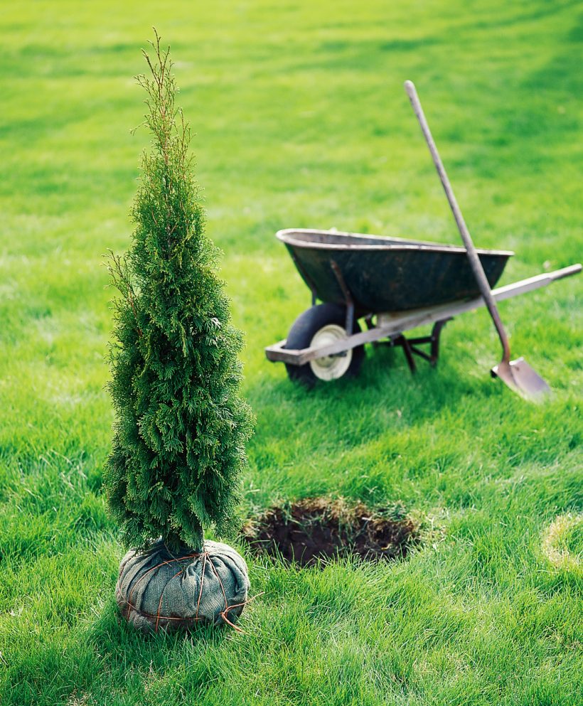 Plantarea copacilor in propria curte: pasi si sfaturi utile | Infocasa