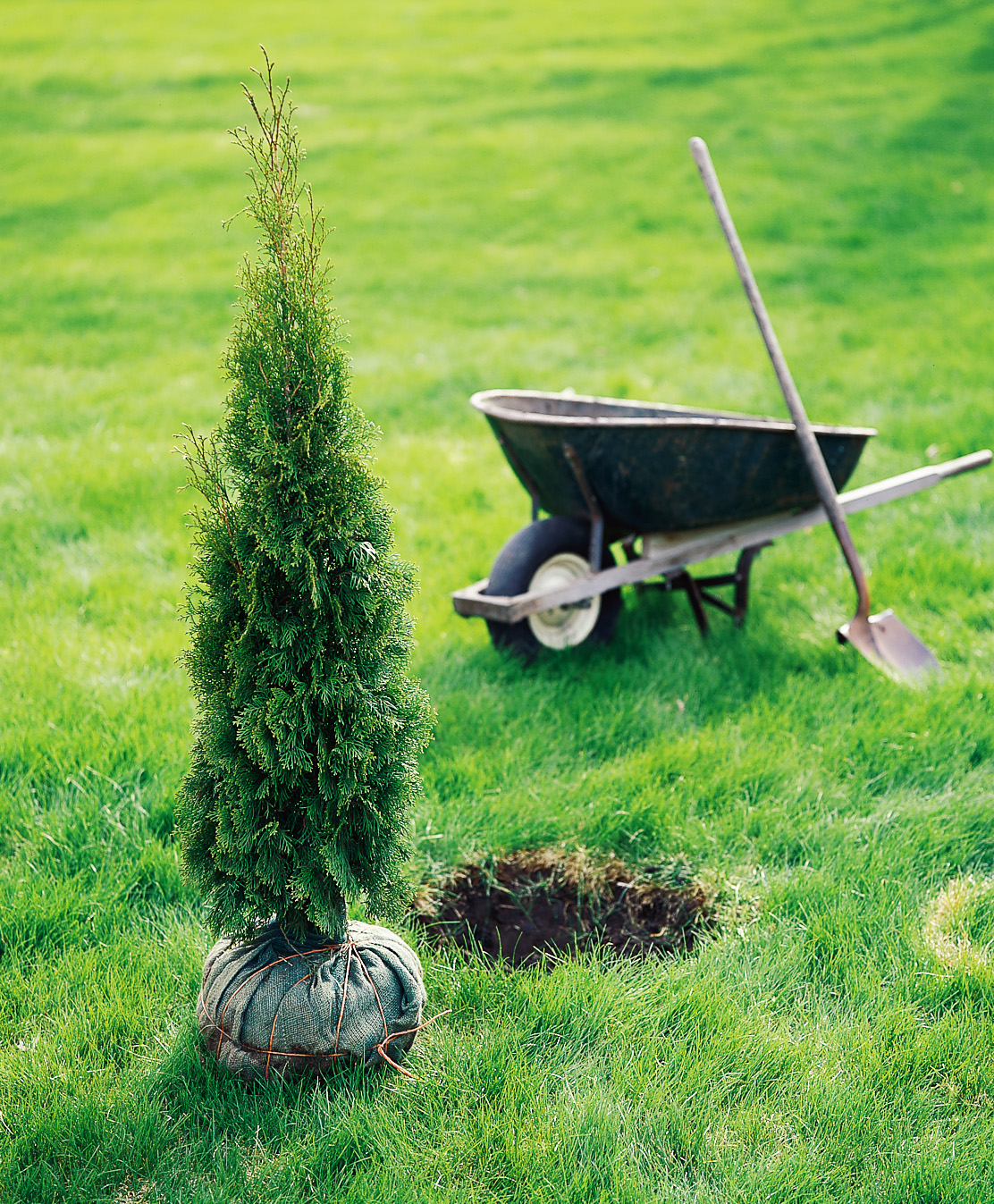 Plantarea copacilor in propria curte: pasi si sfaturi utile | Infocasa