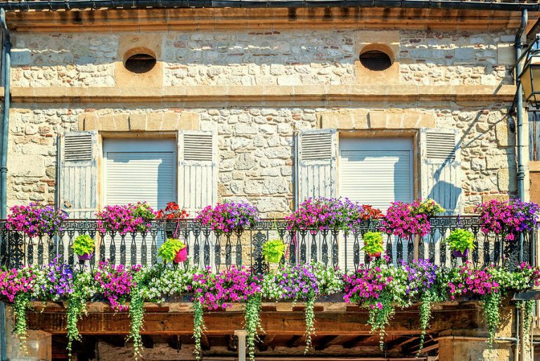 Cele mai frumoase plante pentru balcon si terasa | Infocasa